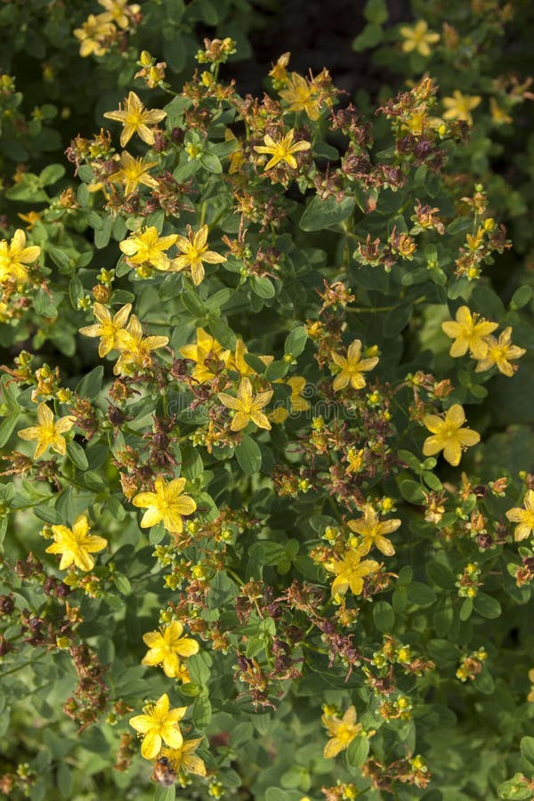 Grass of St. John`s wort stock photo. Image of field - 98996752