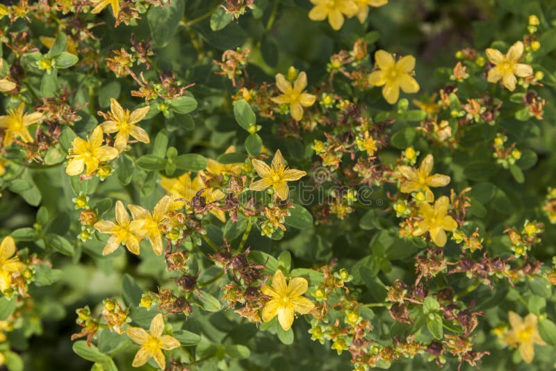 Grass of St. John`s wort stock photo. Image of grass - 98997310