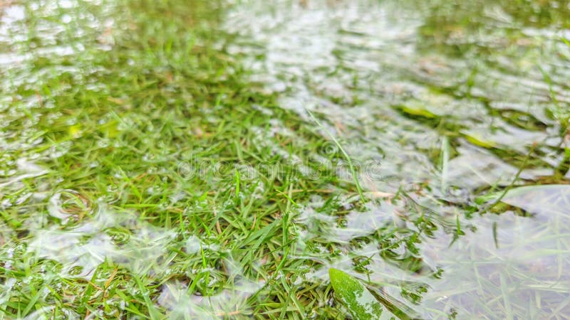 Grass and Stagnant Water in the Garden Area Stock Image - Image of ...