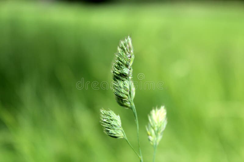 Grass Stalk Picture. Image: 82987707