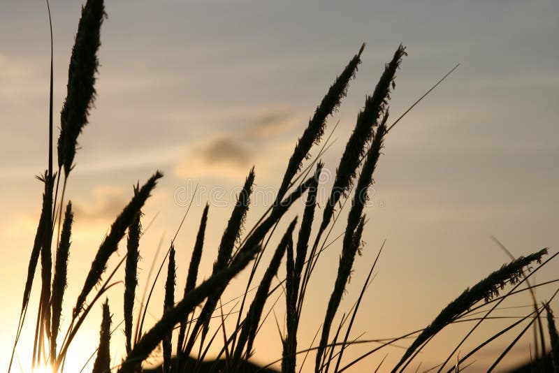 Grass stalk at sunset stock image. Image of clouds, sunset - 5689369