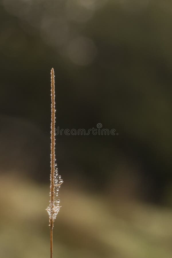 Grass Stalk with Water Droplets Stock Image - Image of grass, stalk ...
