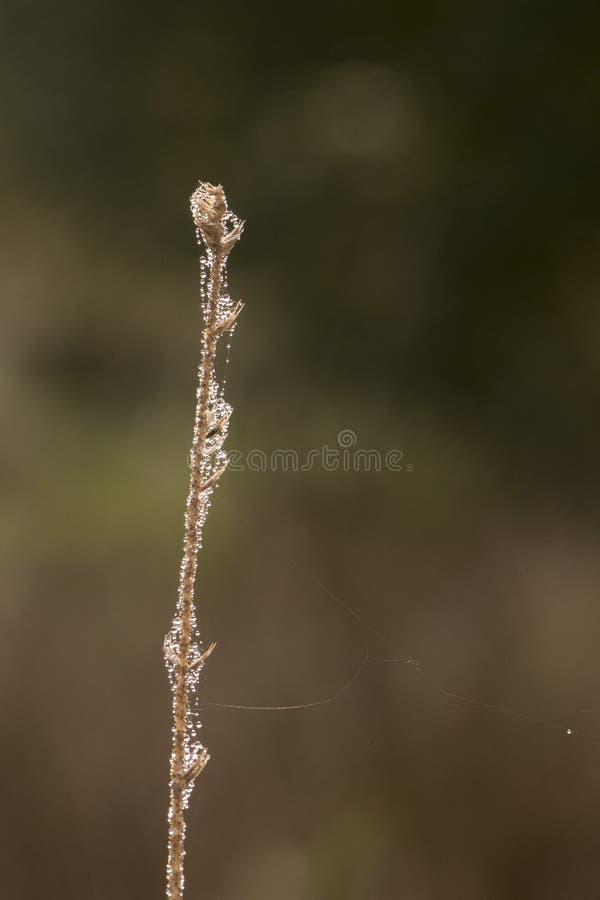 Grass Stalk with Water Droplets Stock Photo - Image of small, stalk ...