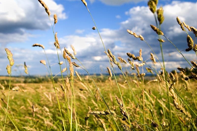 Grass Stalks stock photo. Image of nature, sunny, picturesque - 2743908