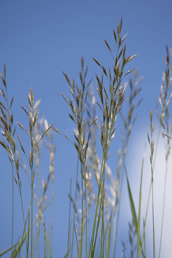 Grass stalks stock image. Image of grow, cultivation - 88367617