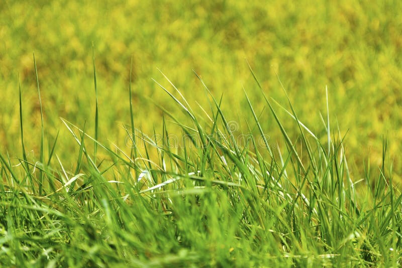 Grass Stalks stock photo. Image of organic, agriculture - 39350328