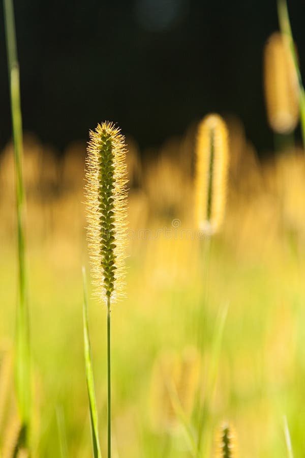 Dry Grass Stalks are Covered with White Fluffy Hoarfrost. Stock Image ...