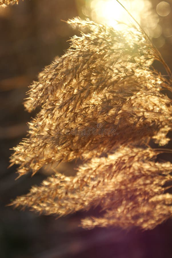 Grass stock image. Image of stalks, grass, brown, plants - 49150059