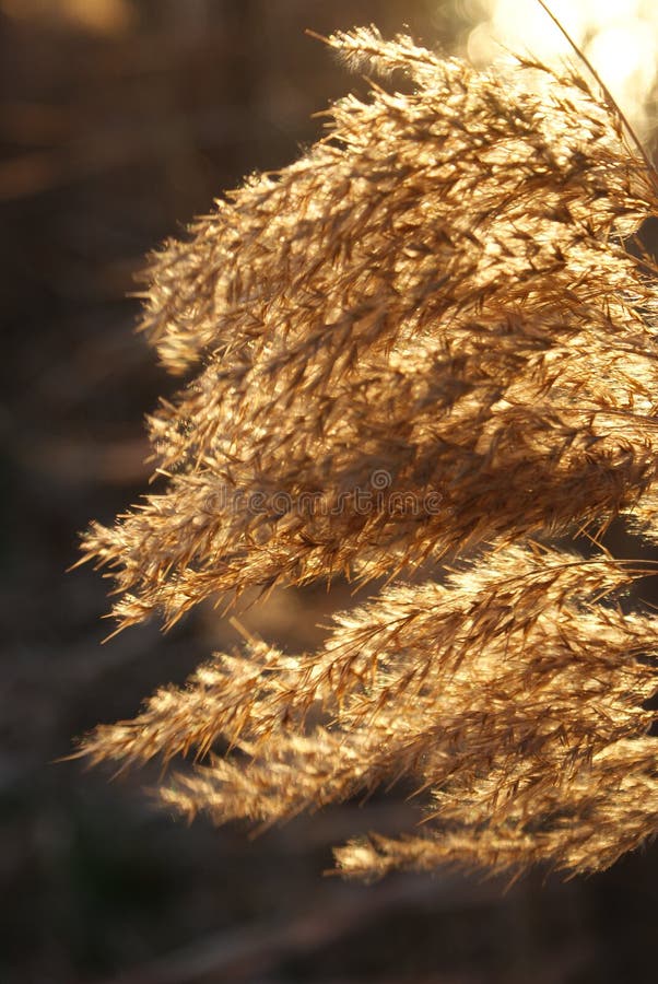 Grass stock image. Image of grain, grass, plants, hibernation - 49150511