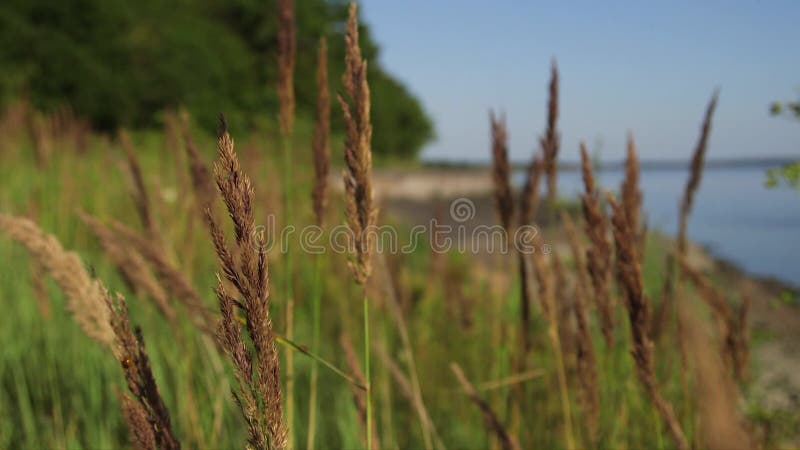 Grass Stalks on the River Bank Stock Footage - Video of bank, lake ...