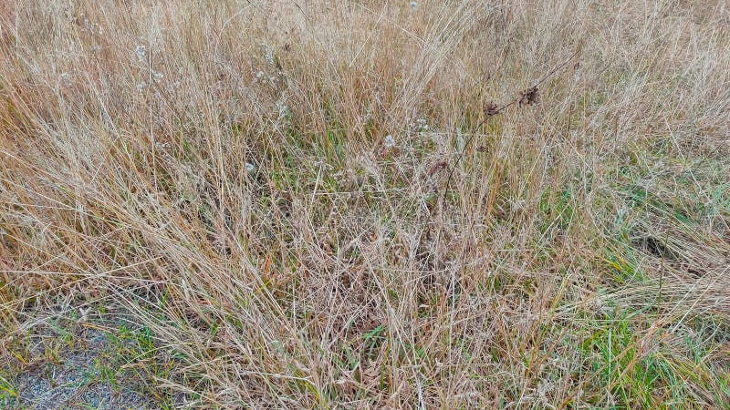 The Grass Started To Wilt and Dry because it Was Sprayed with Grass ...