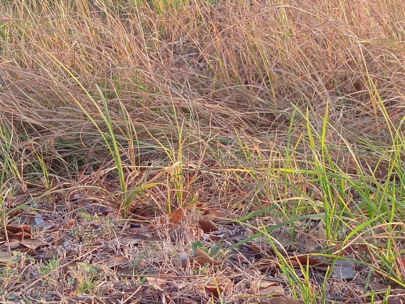 Grass that Starts To Dry Up in Summer so that Its Color Changes from ...
