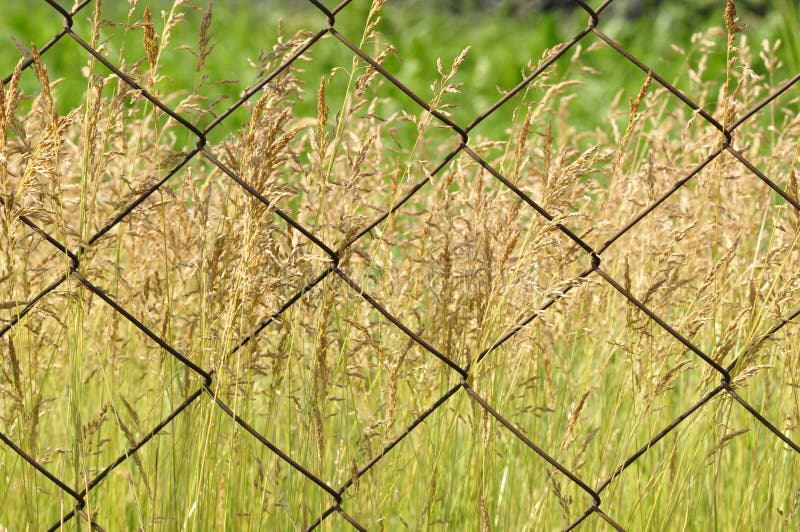 Grass and steel mesh. stock image. Image of metal, mesh - 42048837