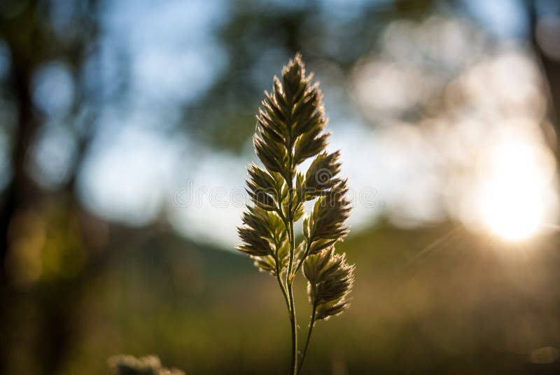Grass stem stock photo. Image of glowing, brilliant, resilient - 94653402