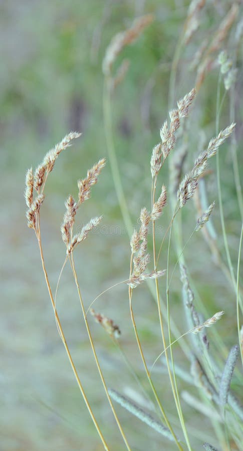 Grass Stems in the Meadow. Light Airy Atmosphere Stock Image - Image of ...