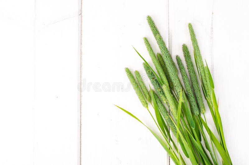 Timothy Field Grass Crop Grows in NYS Summer Sunshine Stock Photo ...