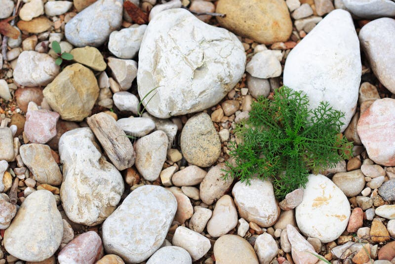 Grass on the stone stock image. Image of grass, rock, unhospitable ...