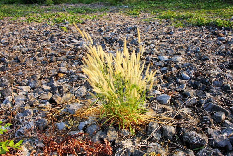 Grass on stone field. stock image. Image of land, country - 30517571
