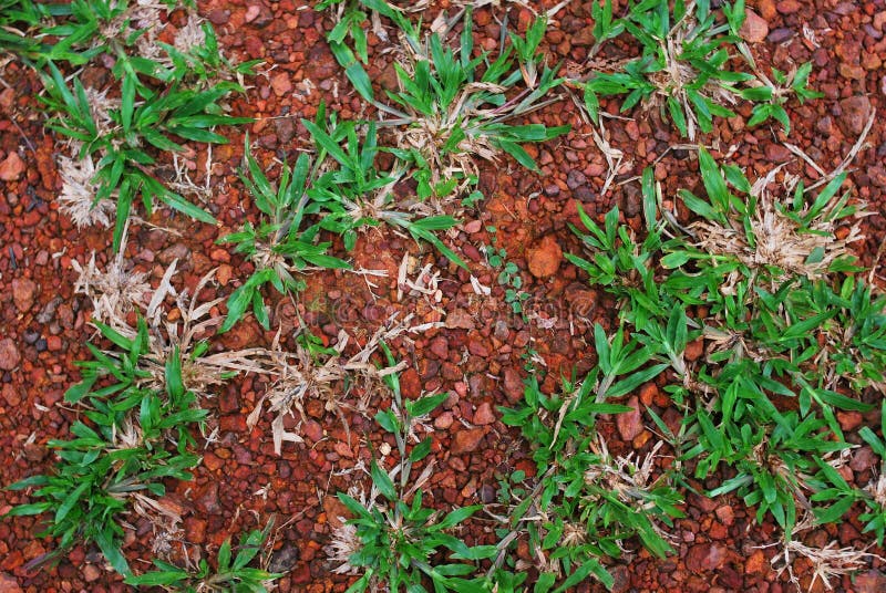 Grass and Stone Texture Background with Natural Patterns Stock Image ...