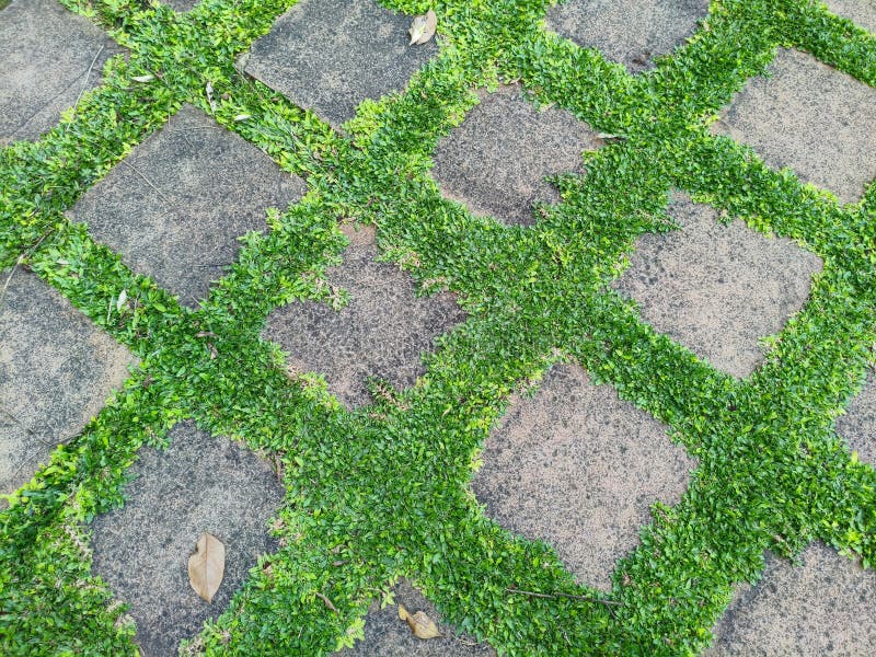 Grass and Stone Tiles in a Garden Pathway Stock Photo - Image of rock ...