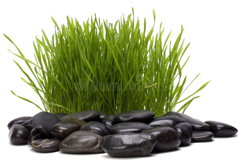 Grass and stones stock photo. Image of calm, isolated - 12044112
