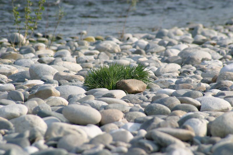Grass on stones stock image. Image of outdoor, river, nature - 131097