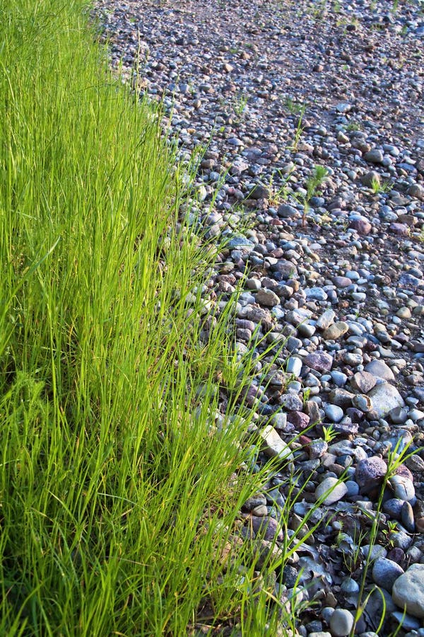Grass and stones stock photo. Image of peaceful, leaf - 14645422
