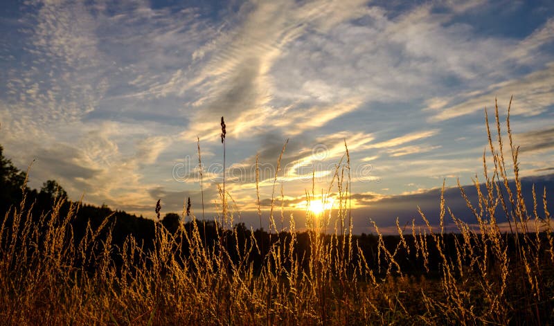 Grass straws in the sun stock photo. Image of nature - 97421010