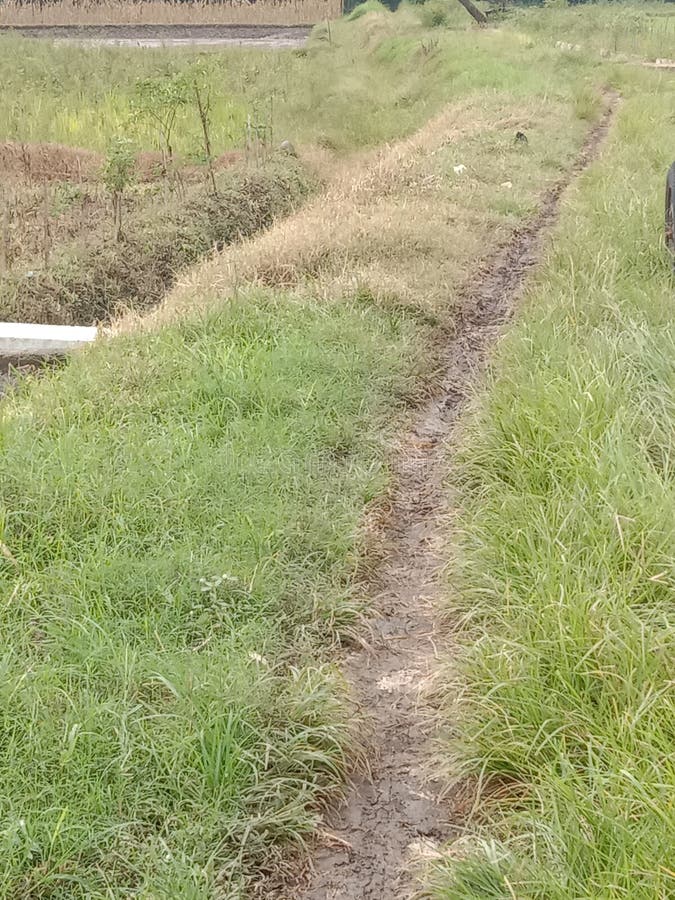 Grass Street Bridge Chili Tree Green Dry Stock Image - Image of street ...