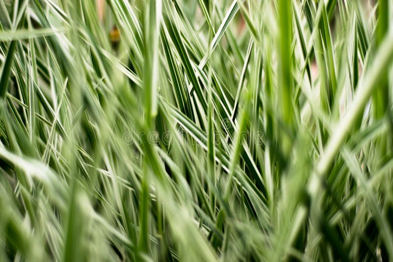 Grass in a Strip of Several Colors, Green, Light Green, White. Stock ...