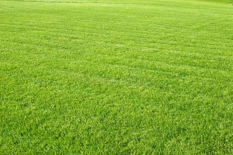 Grass Structure Picture. Image: 6437442