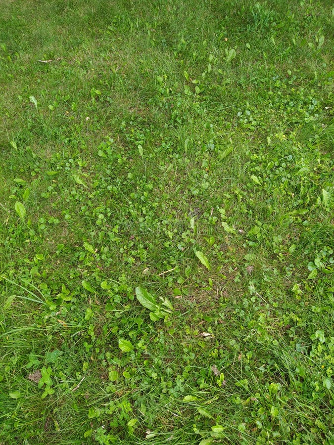 Grass in summer stock photo. Image of plant, grassland - 189594654