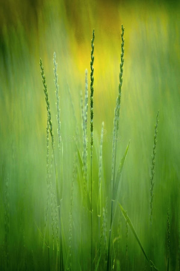 Grass in the Summer stock image. Image of spring, summer - 8302535