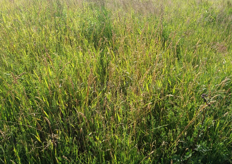 Grass stock image. Image of greengrass, summer, sunnydays - 119899619
