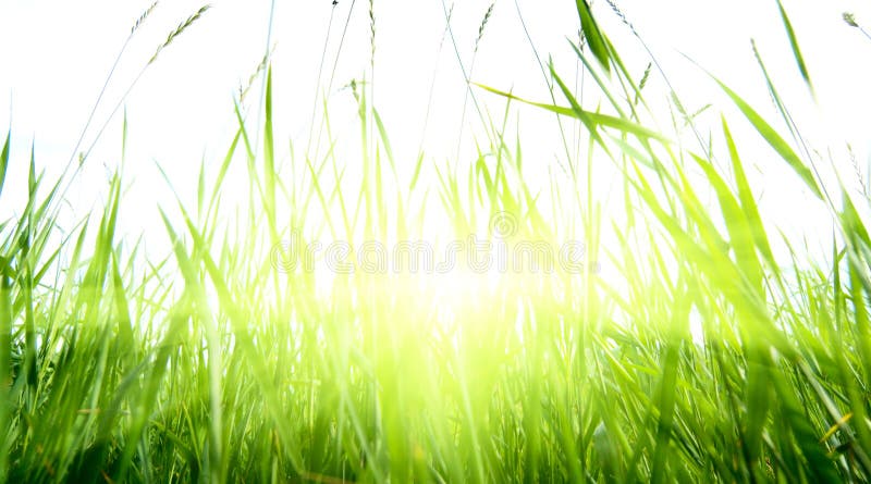 Grass and sun stock photo. Image of clear, green, bright - 7724496