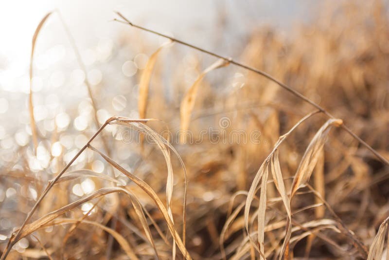 Grass and sun stock photo. Image of seashore, needle - 37051624