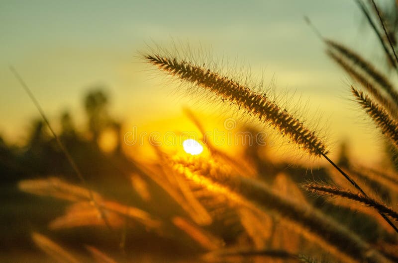 Grass and the Sun are Falling Stock Photo - Image of field, pattern ...