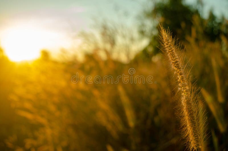 Grass and the Sun are Falling Stock Photo - Image of bloom, light ...