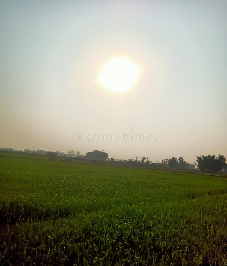 Grass and Sun Light and Green Grass so Beautiful Stock Image - Image of ...