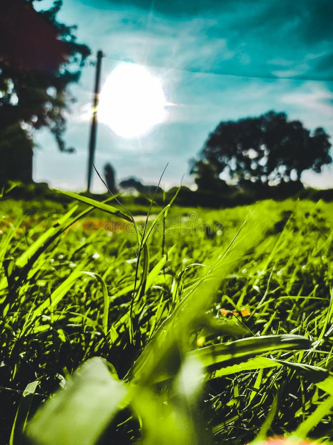 Grass Sun Sky Nature Beautiful Stock Photo - Image of beautiful, nature ...
