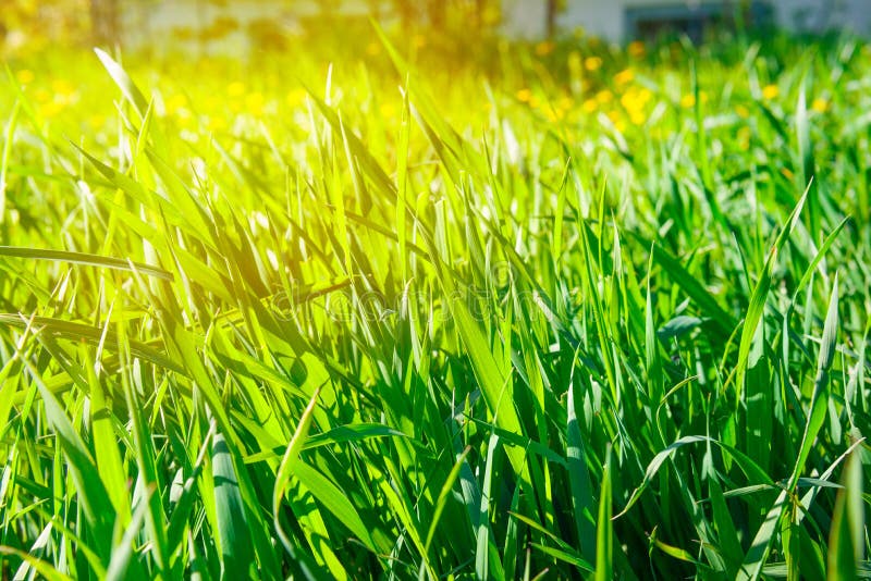 Grass and sunlight stock image. Image of abstract, plant - 252259839