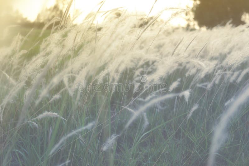 Grass and Sunlight in the Evening of Vintage Color Style. Stock Photo ...