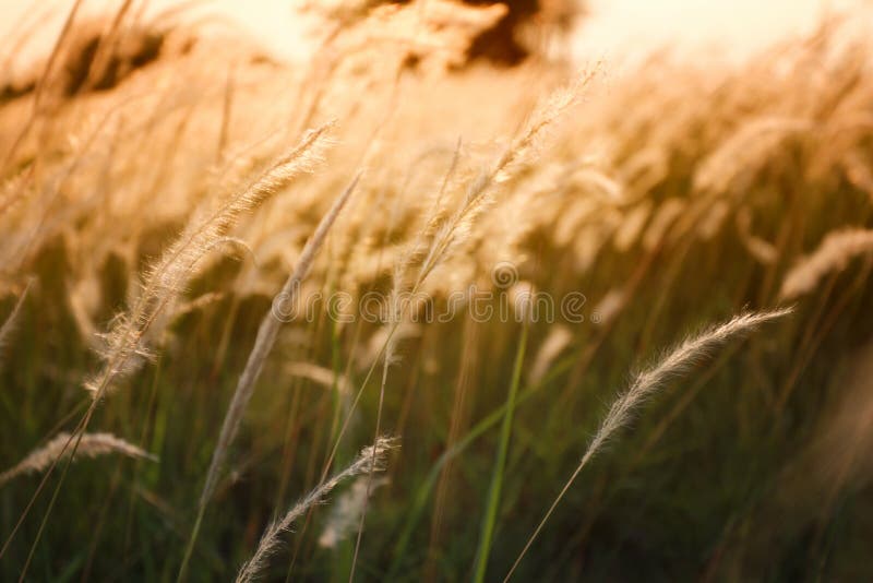Grass and Sunlight in the Evening of Vintage Color Style. Stock Photo ...