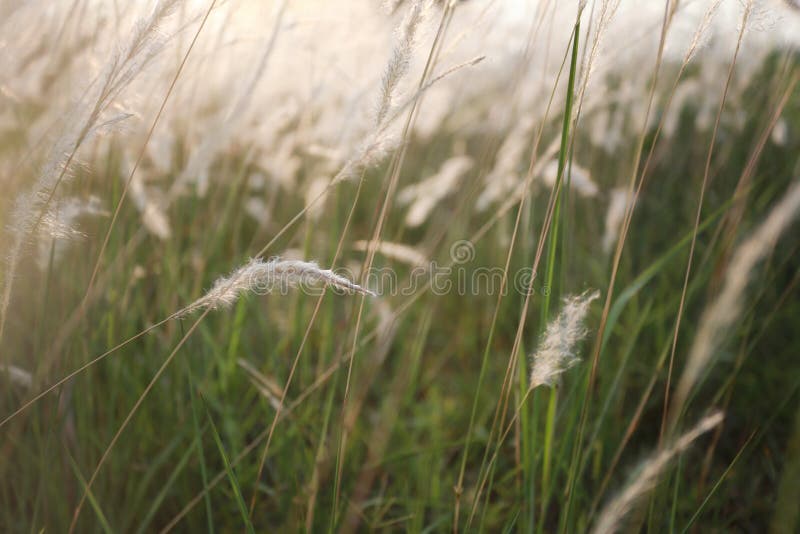 Grass and Sunlight in the Evening of Vintage Color Style. Stock Photo ...