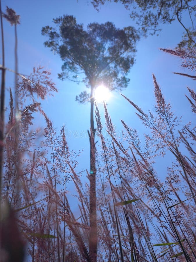 Grass, Sunlight, Tree, Blue Sky, Lonely Tree, View Nature Stock Image ...