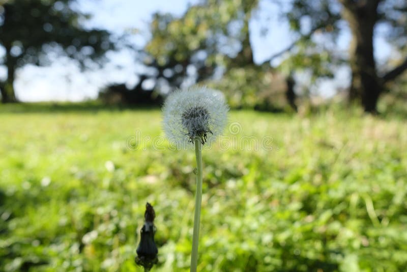 Dandelion stock image. Image of sunny, dandelion, unique - 128696471