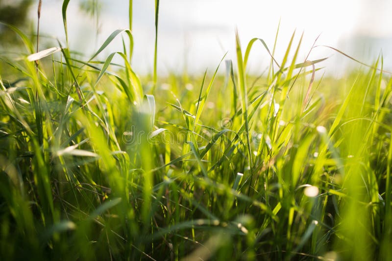 Grass at Sunny Day stock image. Image of agriculture - 71129167