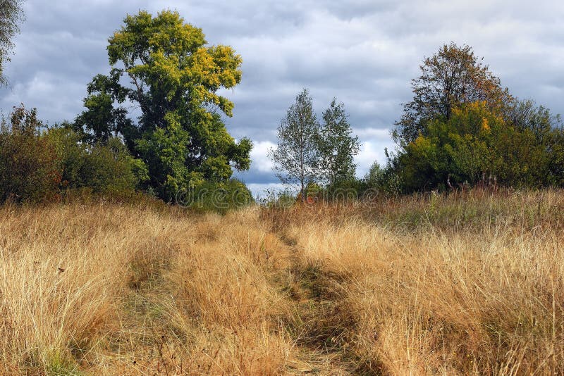 Grass on a Sunny Summer Meadow, Field Path Running Away Over Horizon ...