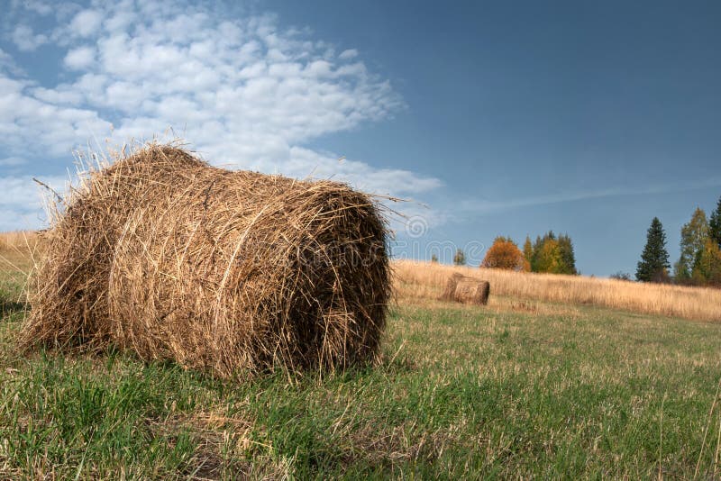 Grass on a Sunny Summer Meadow, Field Path Running Away Over Horizon ...