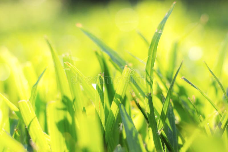 Grass with the sunrise stock image. Image of land, garden - 200853509